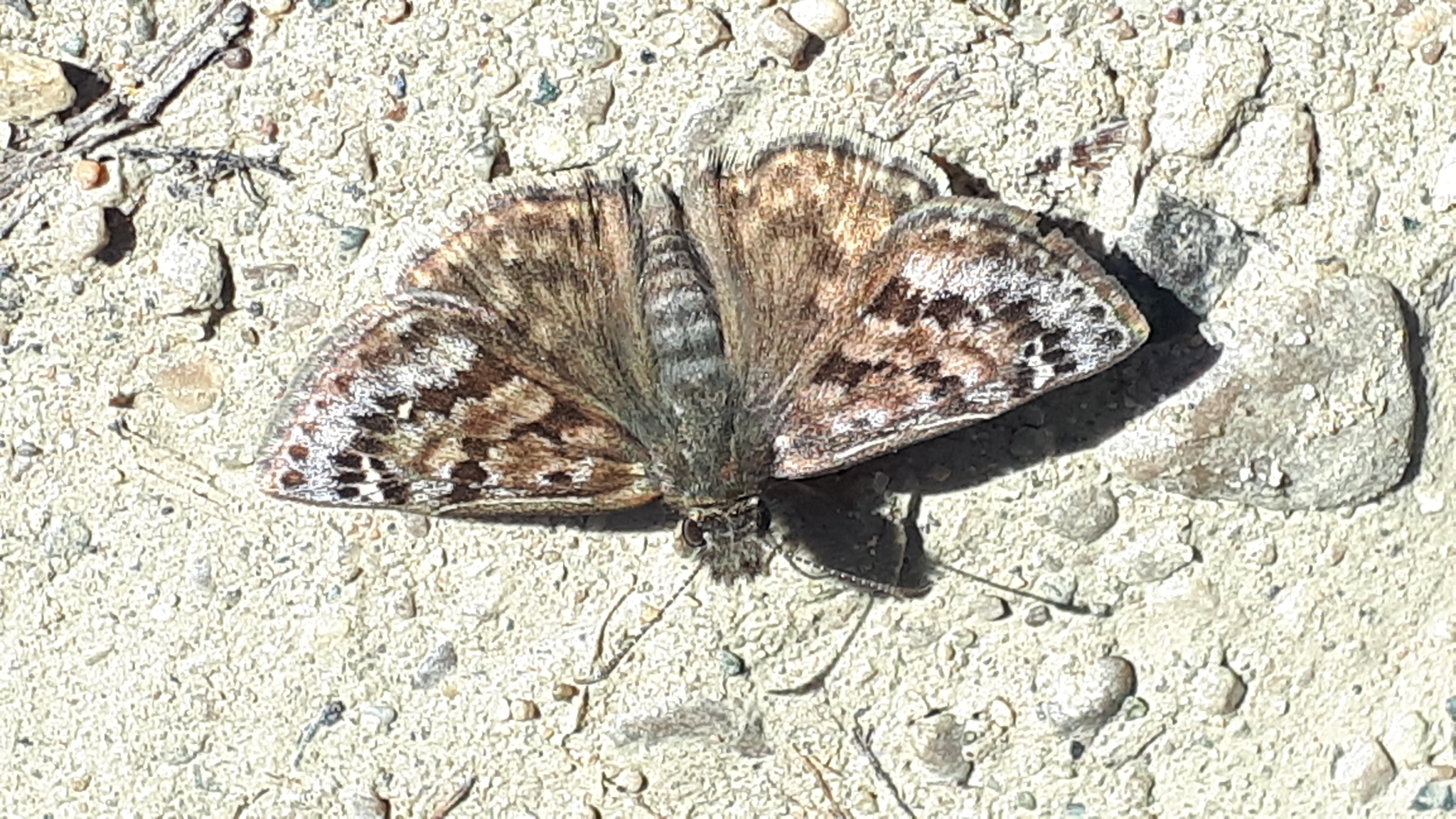 News and Events - Ontario Butterfly Species At Risk